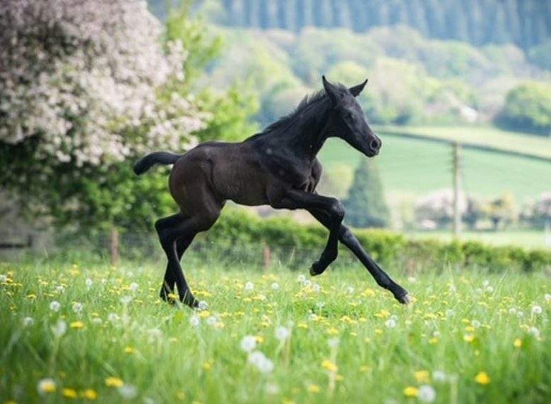 Future Prophecy - Future Sport Horses