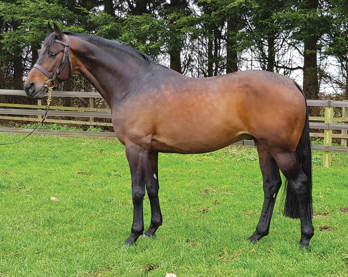 No Foal No Fee deals now available on Future Prophecy and Future ...