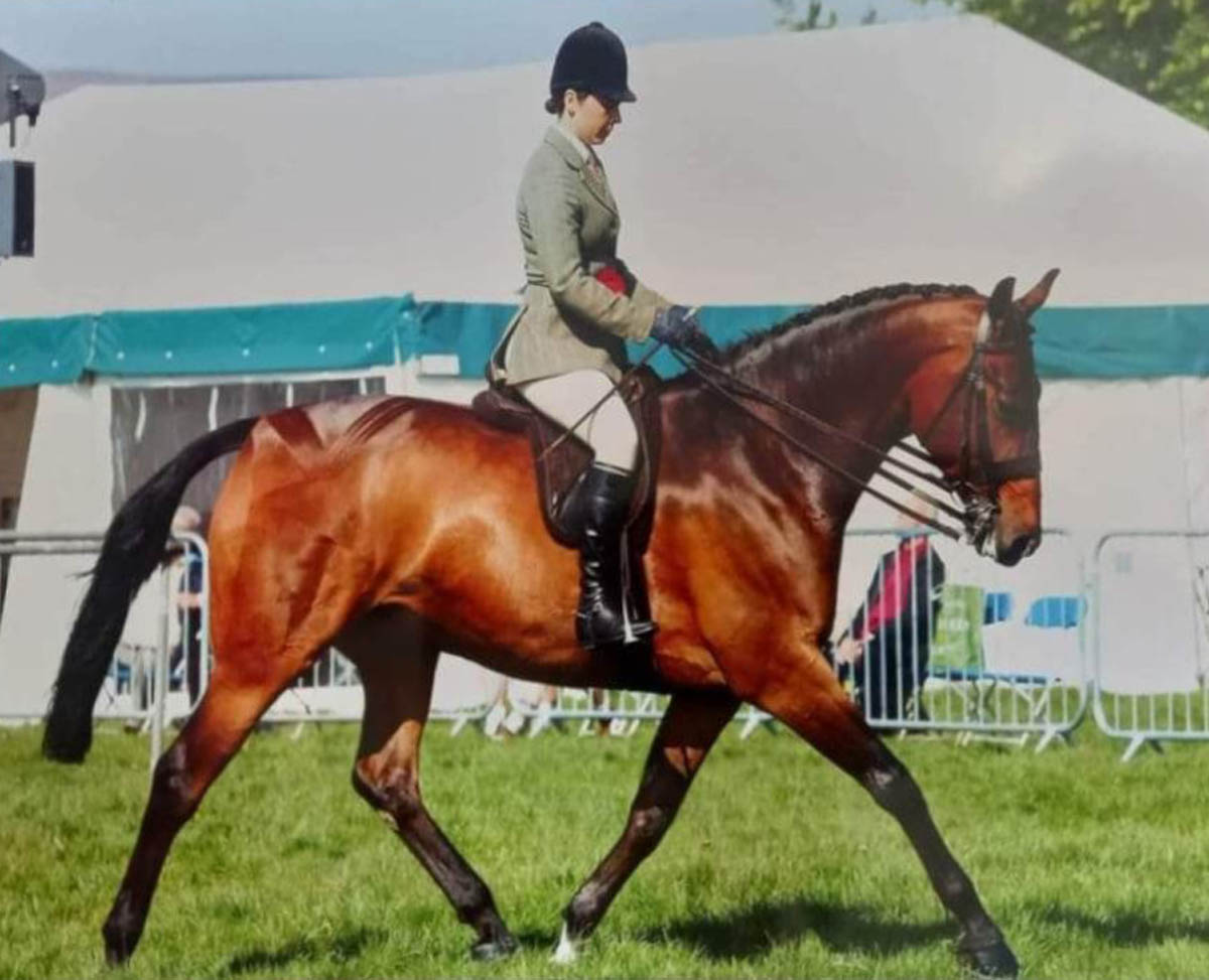 Shudehill Bertie by FUTURE ILLUSION stands HUNTER CHAMPION! - Future ...